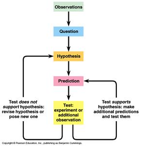 Scientific Method Solved Scientific Method LabelingLabel The Image To